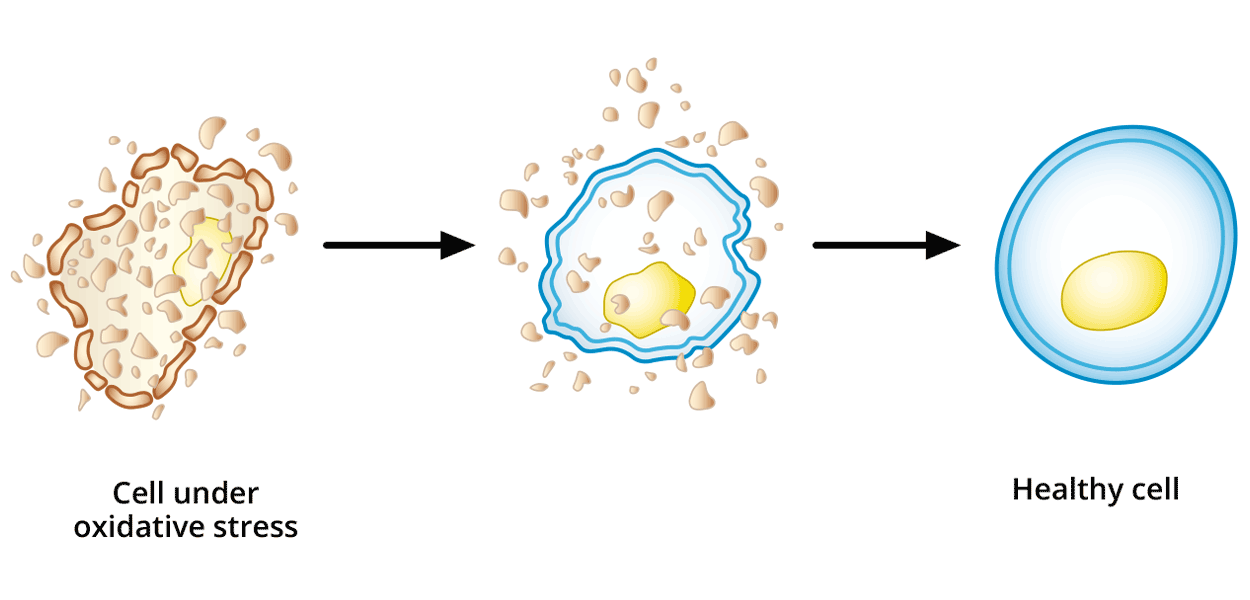 Adaptive Electrotherapy in Electro Neuro Feedback (ENF) 2025